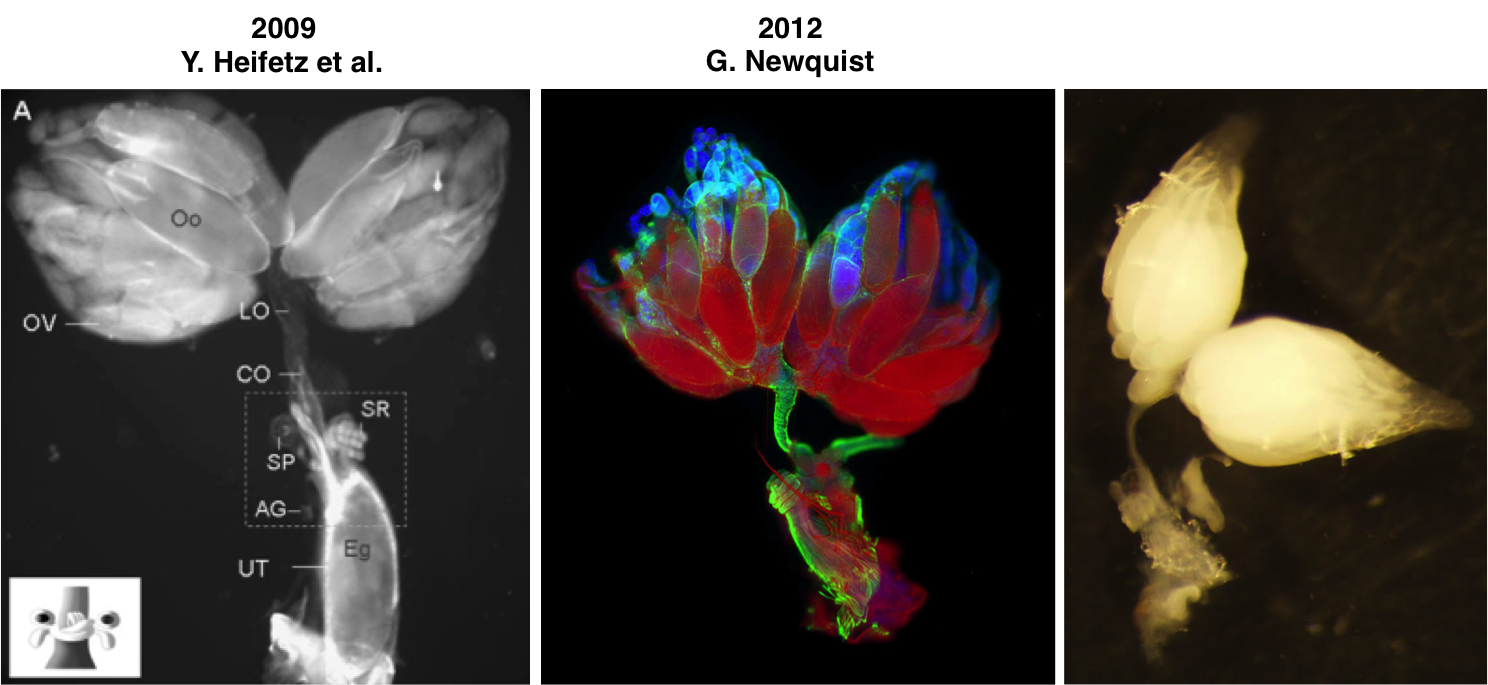 Visualizing the Drosophila Female Reproductive Tract | Idea Spermatheca